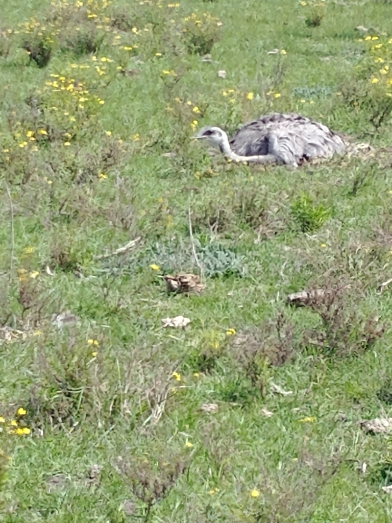 Greater Rhea in October 2023 by Pablo Preliasco · iNaturalist