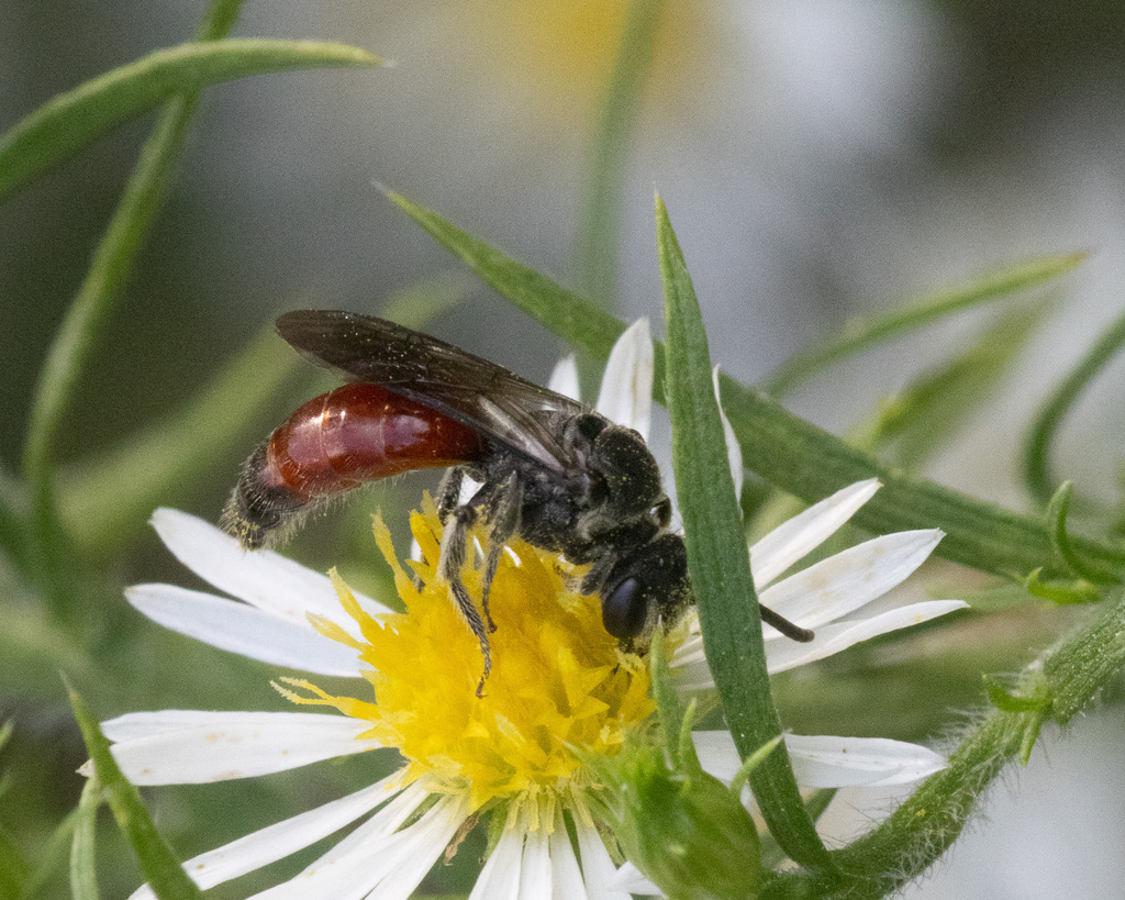 Blood Bees from Herndon, PA, USA on October 6, 2023 at 03:43 PM by ...