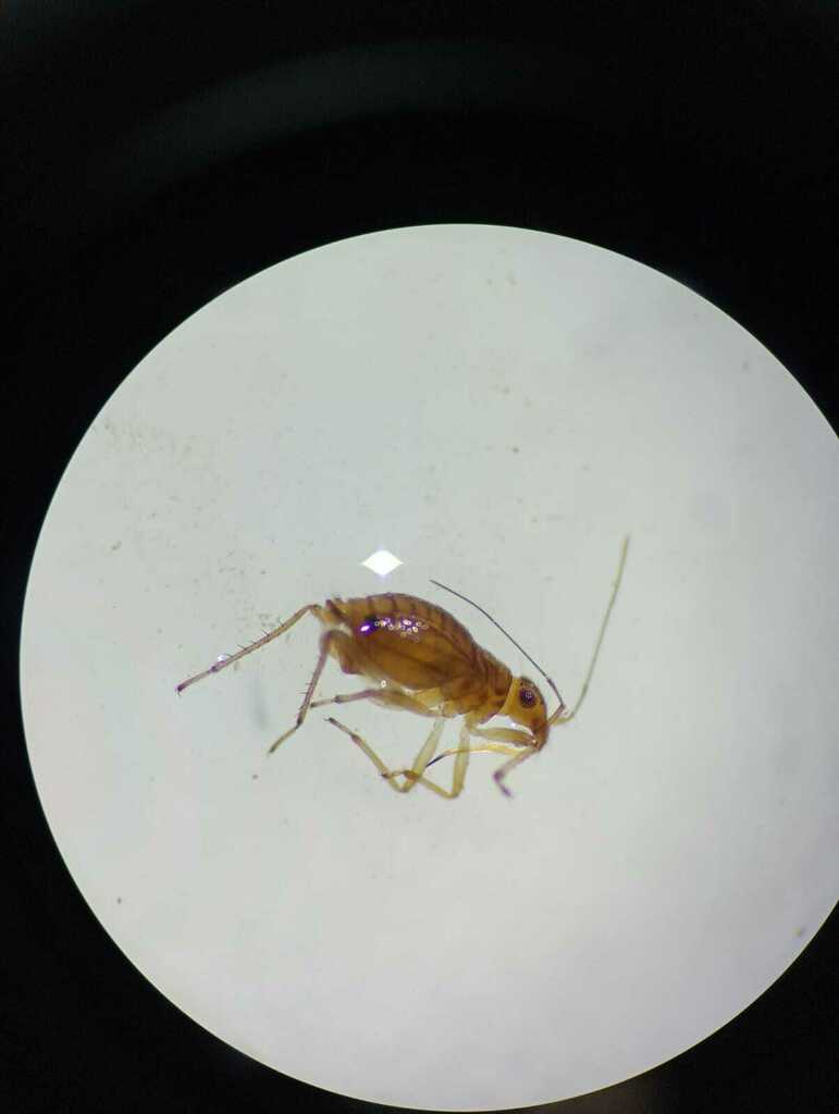 True Bugs from Villavicencio, Meta, Colombia on September 15, 2023 by ...