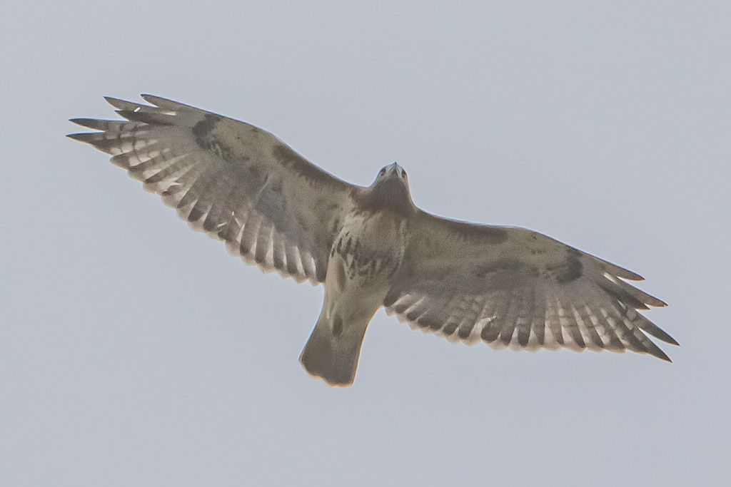 Red-tailed Hawk from Fairfax County VA, USA on October 6, 2023 at 01:28 ...