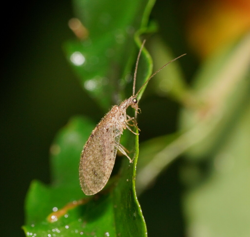 Tasmanian Brown Lacewing from Monbulk VIC 3793, Australia on October 4 ...