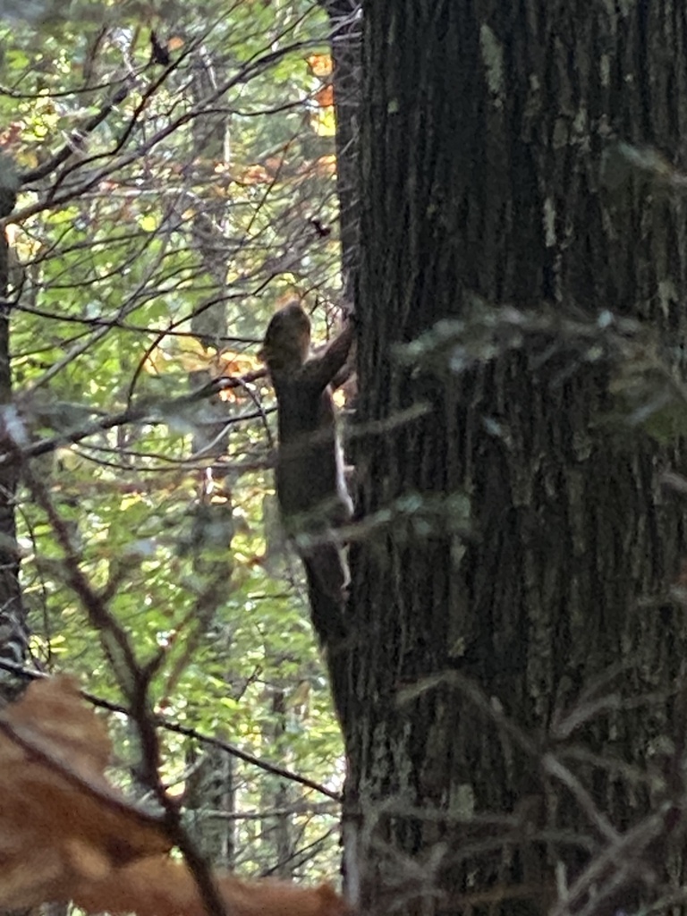 Fox Squirrel in October 2023 by blackpanther77. First one I have seen ...
