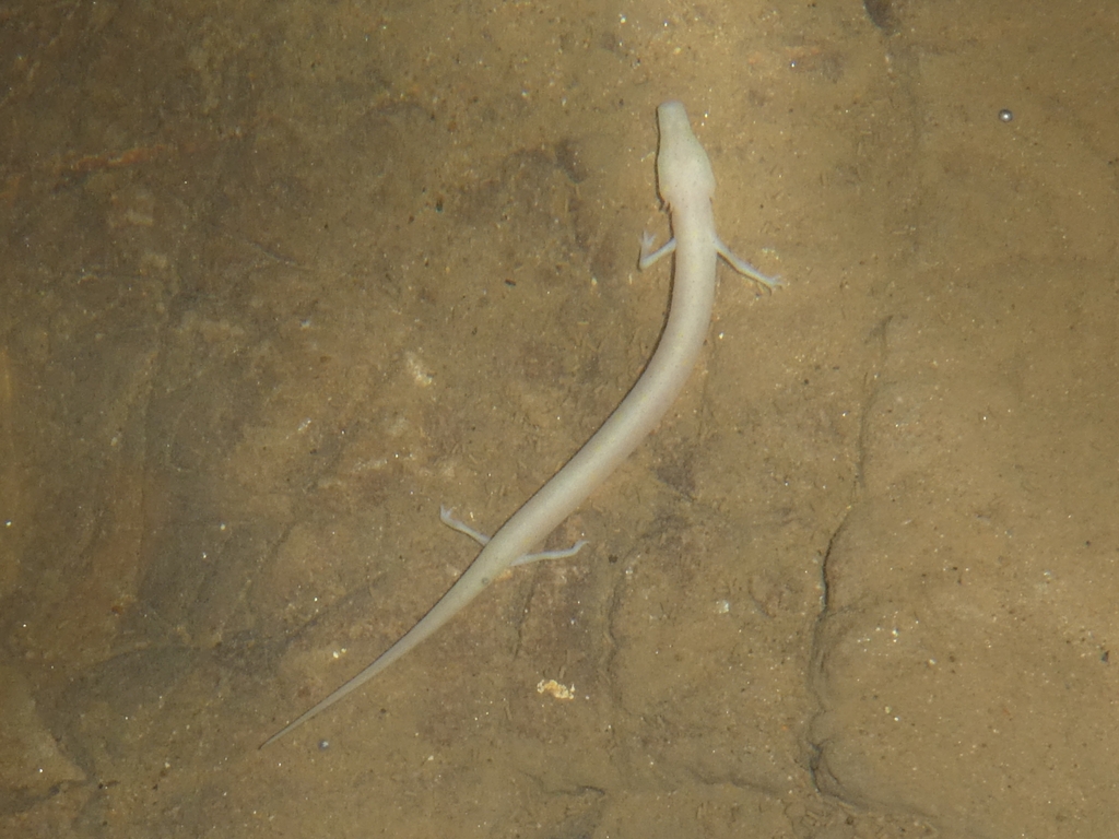Olm in October 2023 by De France Arthur · iNaturalist