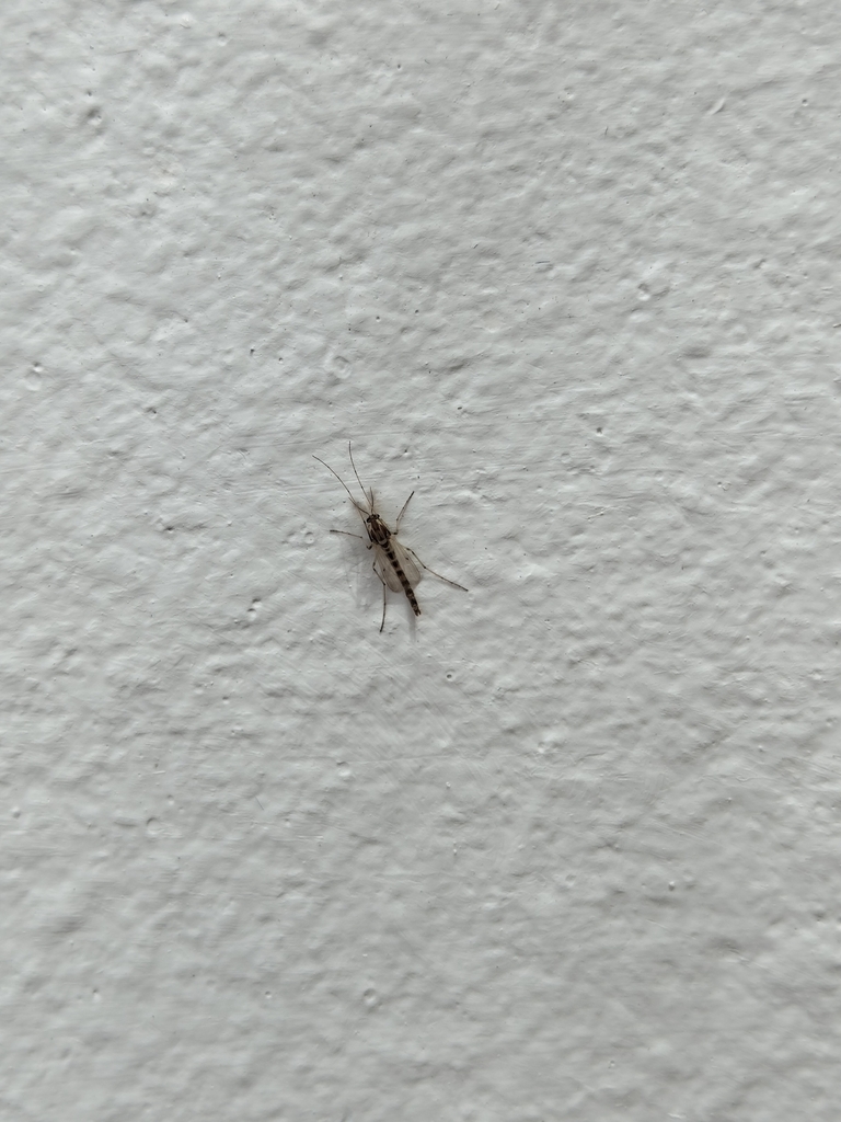 Winged and Once-winged Insects from San Ramon, San Cristóbal de las ...