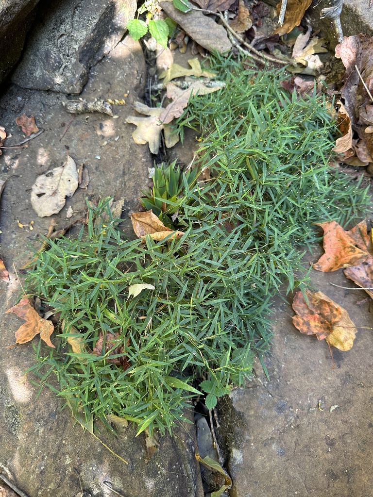 round-fruited rosette-panicgrass from Dekalb County, AL, USA on October ...