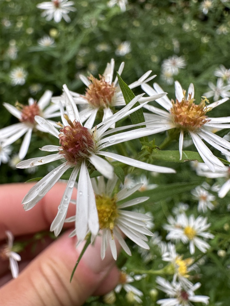 panicled aster from Central Park, New York, NY, US on October 6, 2023 at 01:28 PM by Taye Bright ...