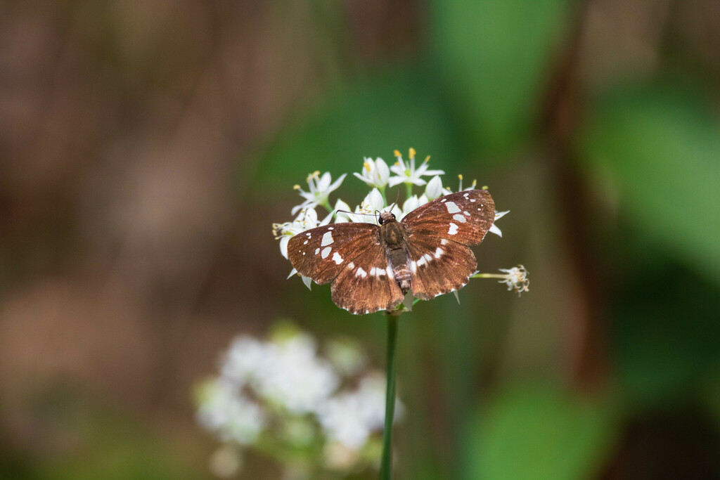 White-banded Flat from Shionoecho Yasuharakamihigashi, Takamatsu ...