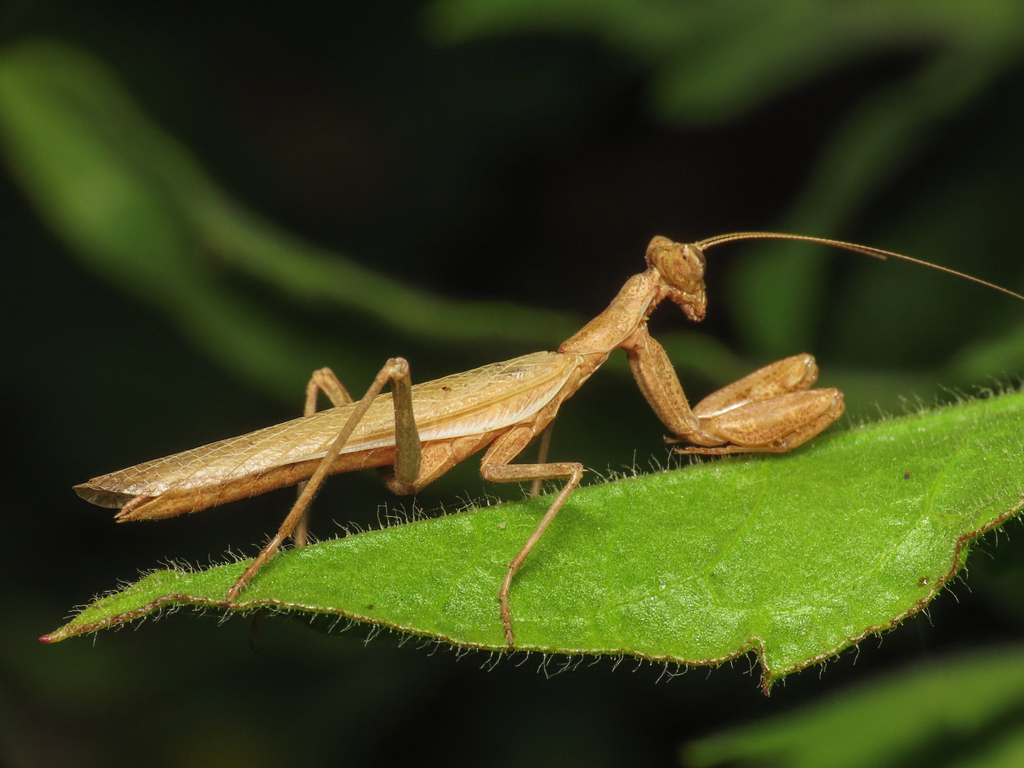 European Dwarf Mantis from 64025 Scerne TE, Italy on October 1, 2023 at ...