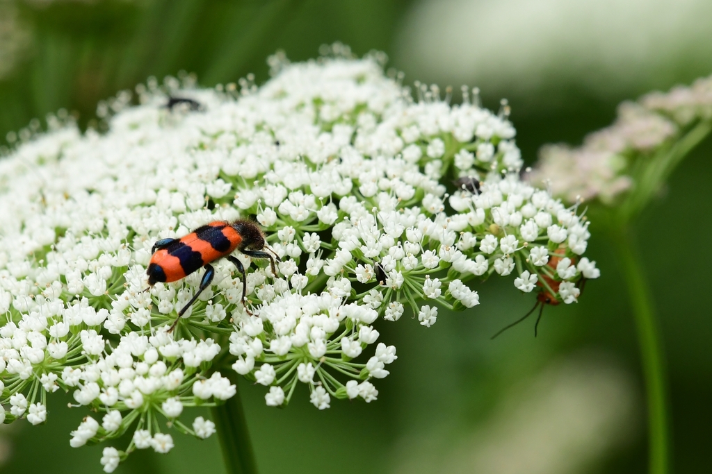 Bee-eating Beetle from Tyniec, Kraków, Polska on July 7, 2019 at 02:06 ...
