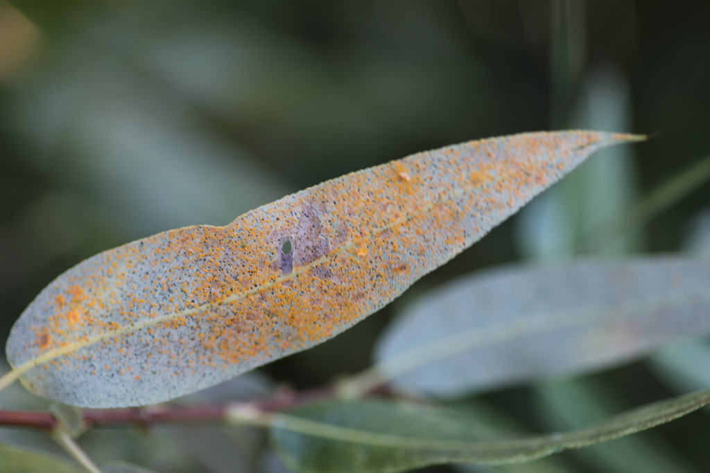 Willow Rust from Folsom, CA, USA on October 6, 2023 by abcdefgewing ...