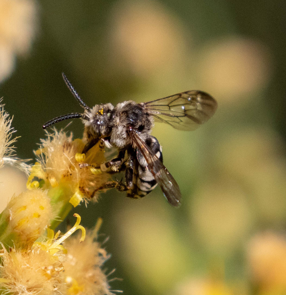 California Digger-cuckoo Bee from Wind Wolves Preserve, Kern County, CA ...