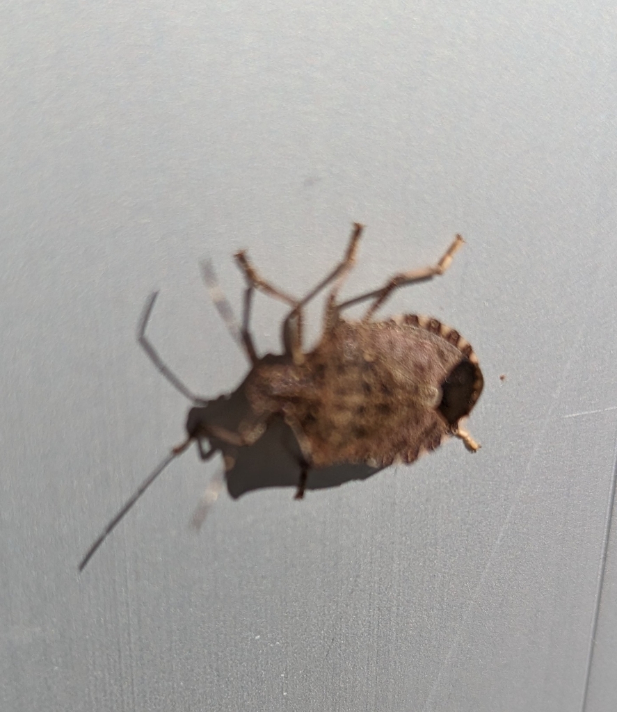Brown Marmorated Stink Bug from Carnation, WA 98014, USA on October 6 ...