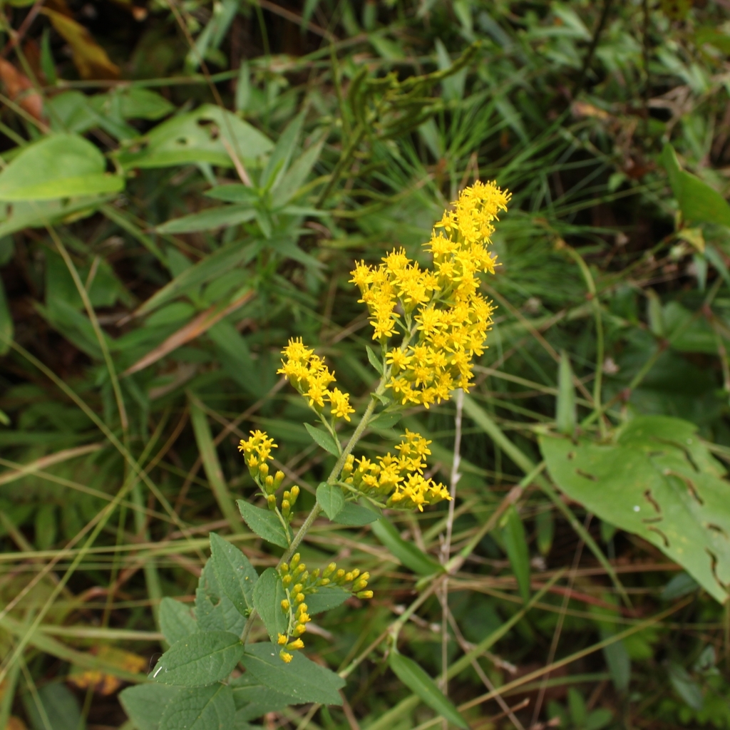 common wrinkle-leaved goldenrod from Camden, SC 29020, USA on October 6 ...