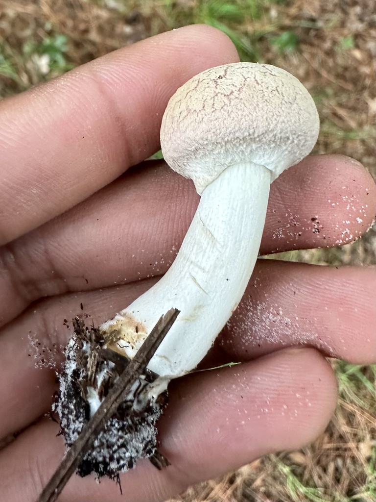Pineapple Bolete in October 2023 by Nikhil Reddy · iNaturalist
