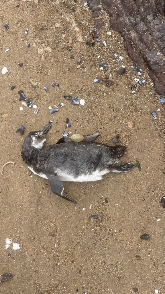 Magellanic Penguin in October 2023 by jacquescousteau2. dead animal at ...