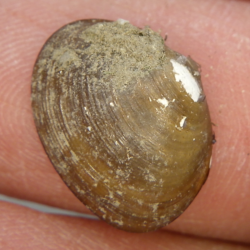 Sphaerium from Sunset Hill, Spokane, WA, USA on October 3, 2023 at 01: ...