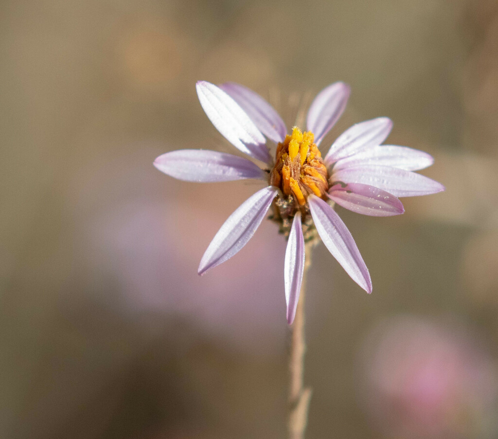 California Aster from Wind Wolves Preserve, Kern County, CA, USA on ...