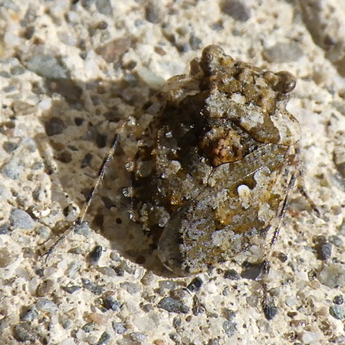 Big-eyed Toad Bug from University District, Spokane, WA, USA on October ...
