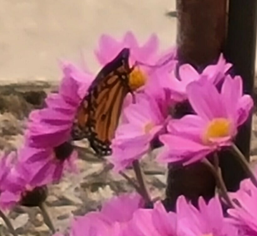 Monarch from Renfrew County, ON, Canada on October 6, 2023 at 06:01 PM ...
