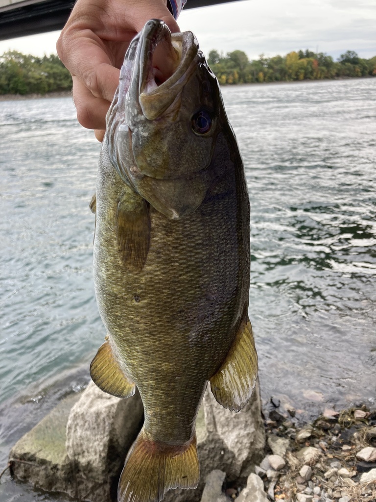 Smallmouth Bass from Circuit Gilles-Villeneuve, Montréal, QC, CA on ...