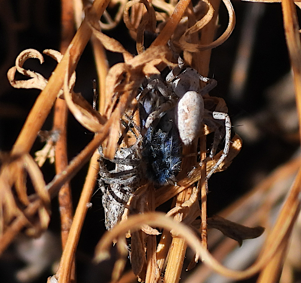 Lynx Spiders from Lake Bindegolly, Thargomindah QLD 4492, Australia on ...