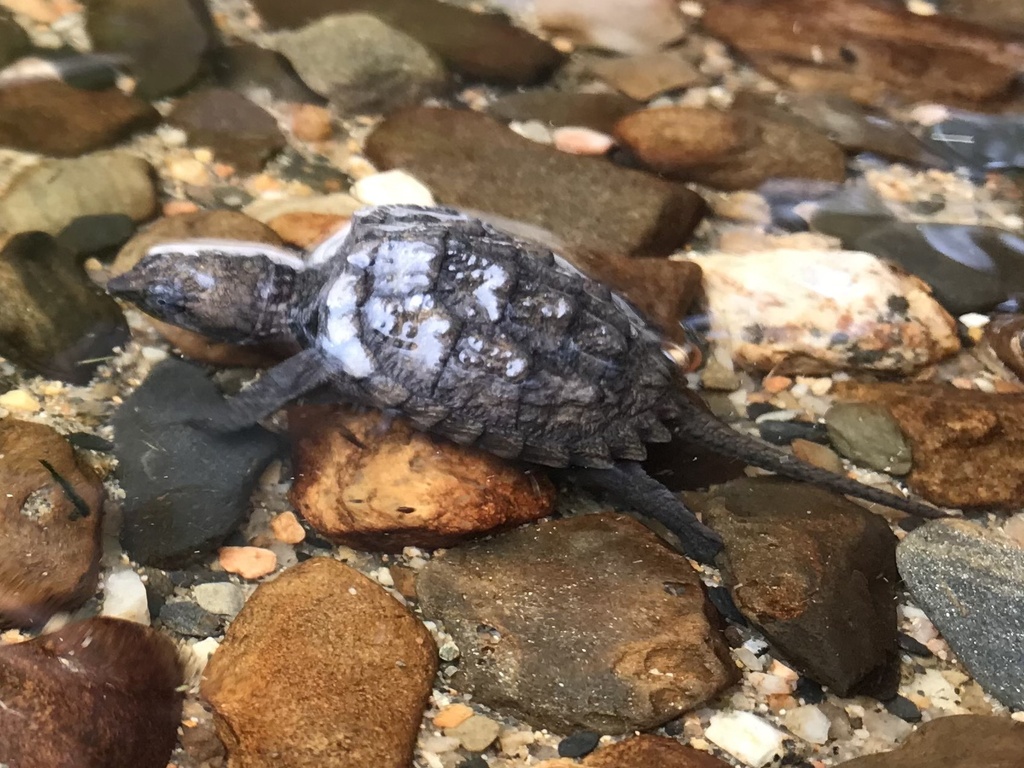 Common Snapping Turtle in October 2023 by Cody Chapman. Two hatchlings ...