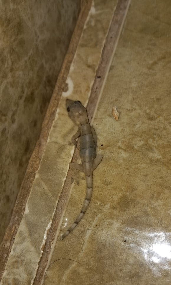 Tropical House Gecko from Q 28 Conj. D - Paranoá, Brasília - DF, 71572 ...