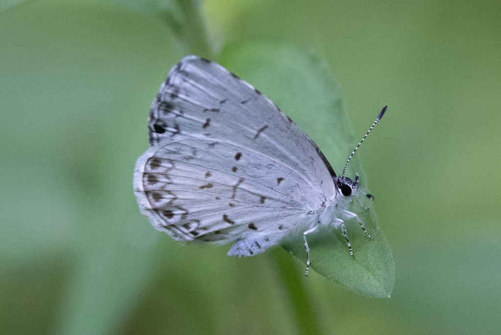 Northern Azure from Ferris Provincial Park, Ontario, Canada on July 8 ...