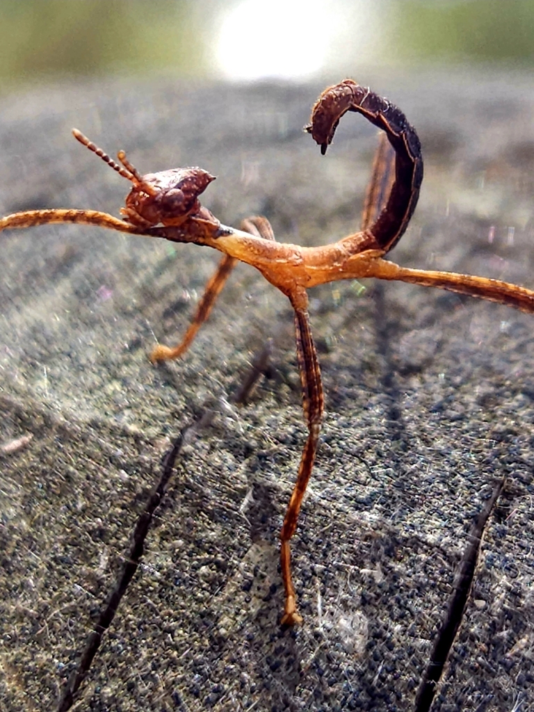 Spiny Leaf insect from Caloundra QLD 4551, Australia on October 5, 2023 ...