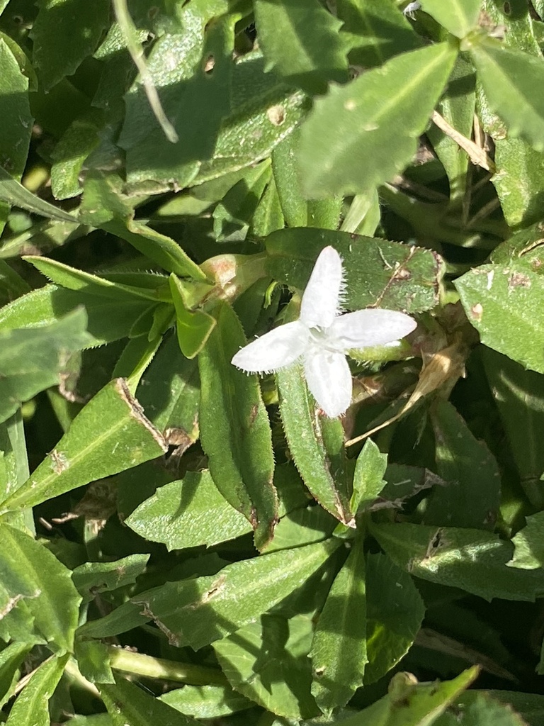 buttonweed from Nature Center, Colleyville, TX, US on October 6, 2023 ...