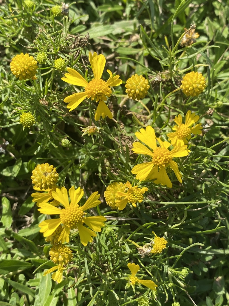 Bitterweed from Nature Center, Colleyville, TX, US on October 6, 2023 ...