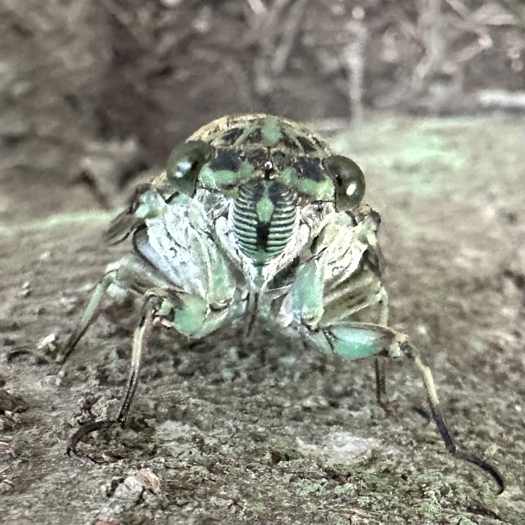 Robust Cicada from 鶴牧東公園, 多摩市, 東京都, JP on July 26, 2023 at 06:14 PM by ...