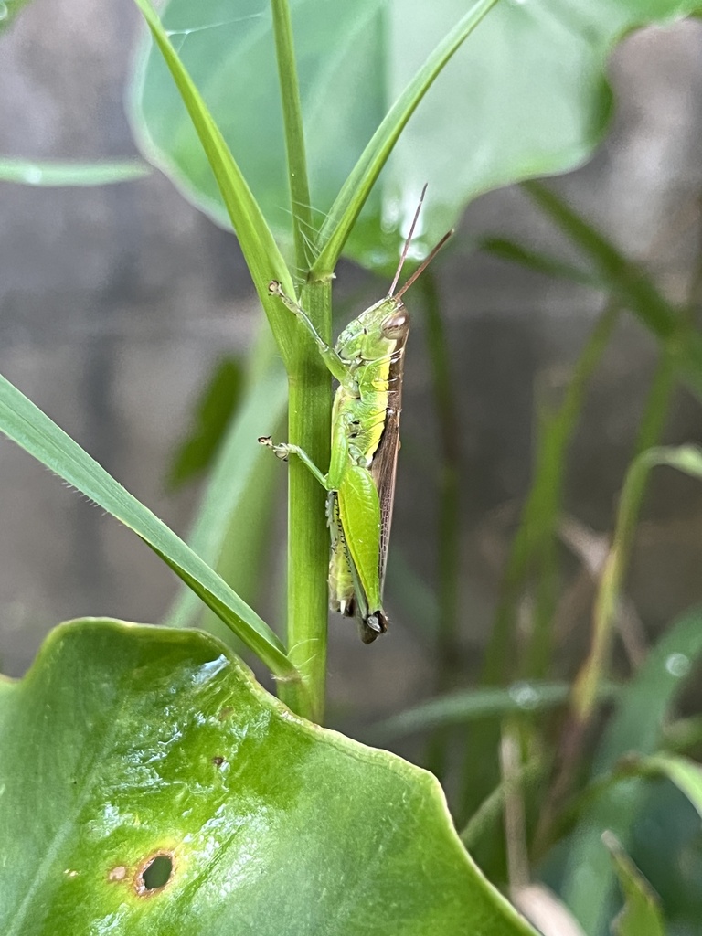 Chinese rice grasshopper in October 2023 by Nakatada Wachi · iNaturalist