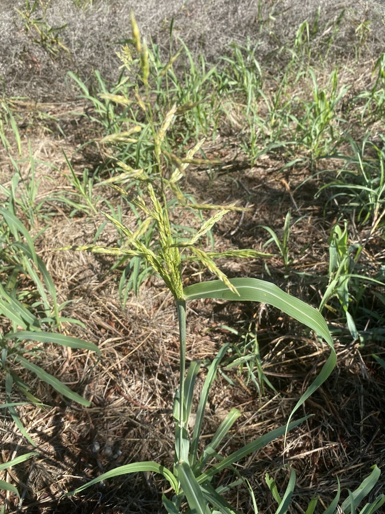 Johnson grass from River Legacy Park, Fort Worth, TX, US on October 6 ...