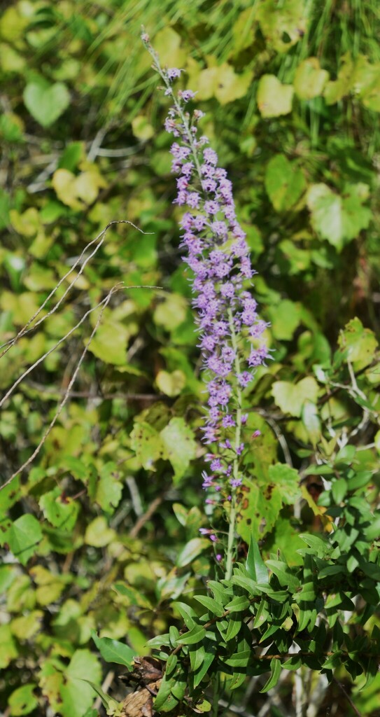 slender blazing-star from little gator creek wea on October 6, 2023 by ...