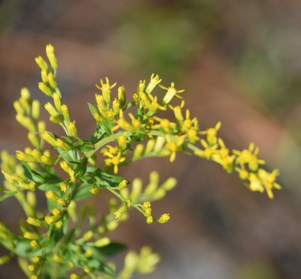 goldenrods from little gator creek wea on October 6, 2023 by Tom Palmer ...