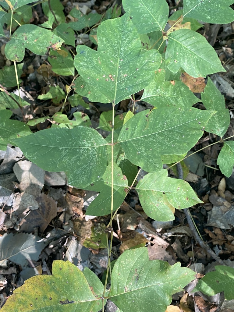 eastern poison ivy from River Legacy Park, Arlington, TX, US on October ...