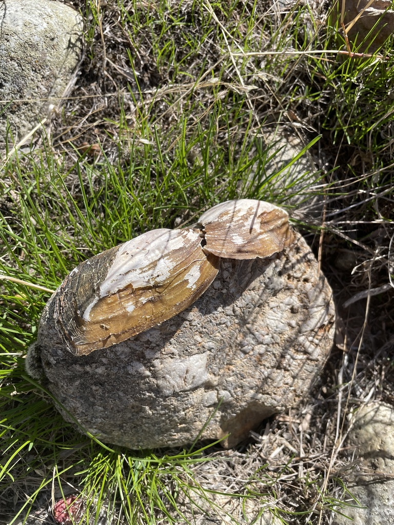 Western Ridged Mussel in October 2023 by Eli Loftis · iNaturalist