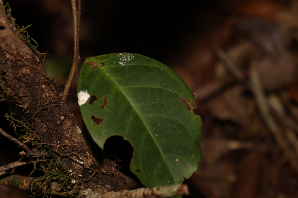 Embelia from Dundas QLD 4306, Australia on October 6, 2023 at 08:13 PM ...