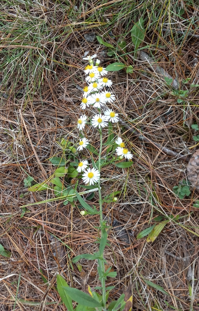 annual fleabane from Hannah Airfield, Monterey, VA 24465, USA on ...