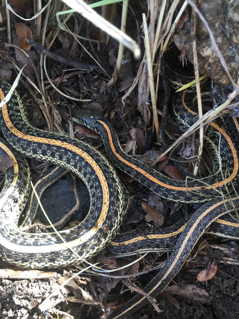 Plains Garter Snake in April 2021 by Ren-Lee Deru · iNaturalist