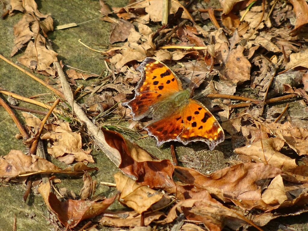 Eastern Comma from Valens Conservation Area, Regional 97 Rd, Hamilton ...