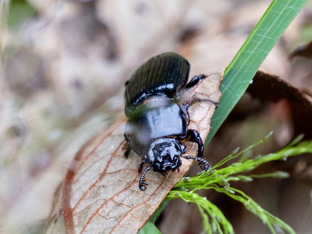 Bess Beetles from 墨脱县, 林芝市, 西藏自治区, CN on October 3, 2023 at 04:57 PM by ...