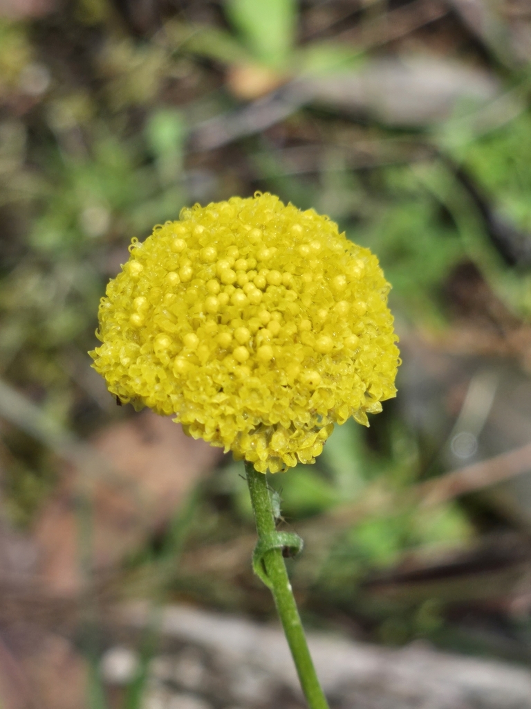 Common Billy buttons from Belgrave South VIC 3160, Australia on October ...
