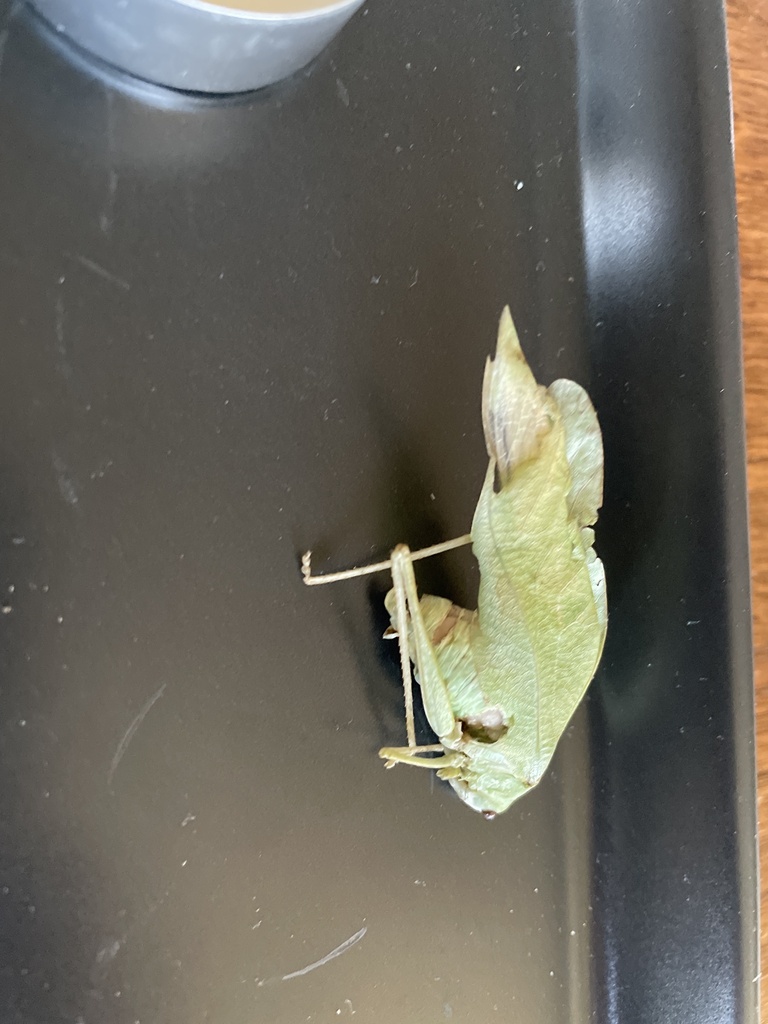 Insects from Cheyenne Dr, Lafayette, CO, US on February 19, 2022 at 04: ...