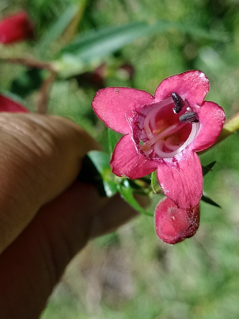 Pinto Beardtongue in October 2023 by Anayeli Guzmán Enríquez · iNaturalist