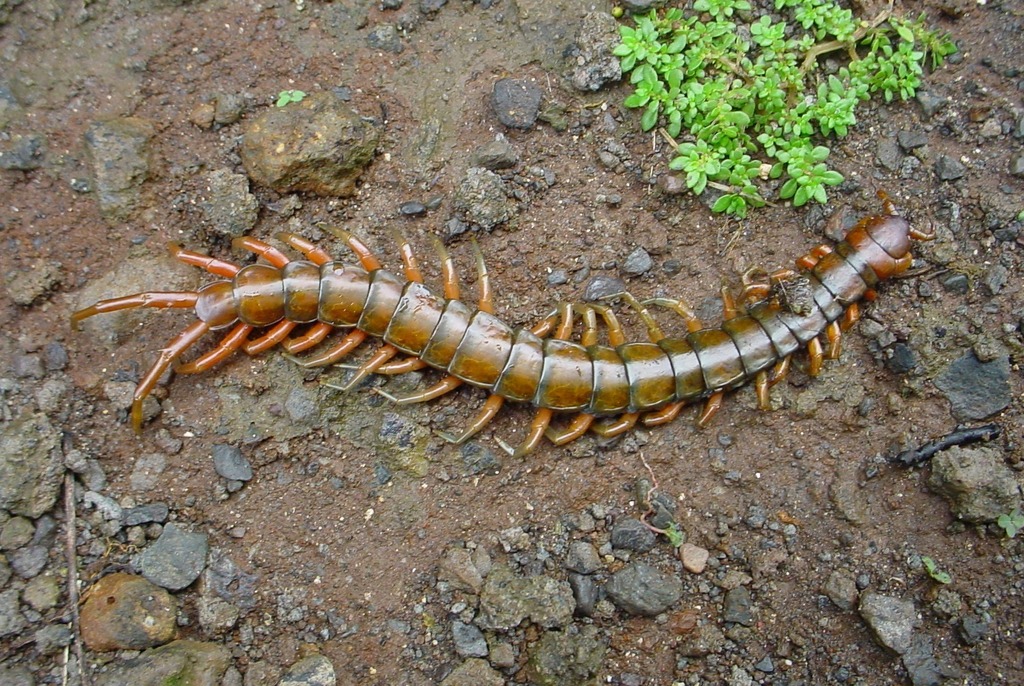 Pacific Giant Centipede from Plateau-Caillou, St Paul 97460, La Réunion ...