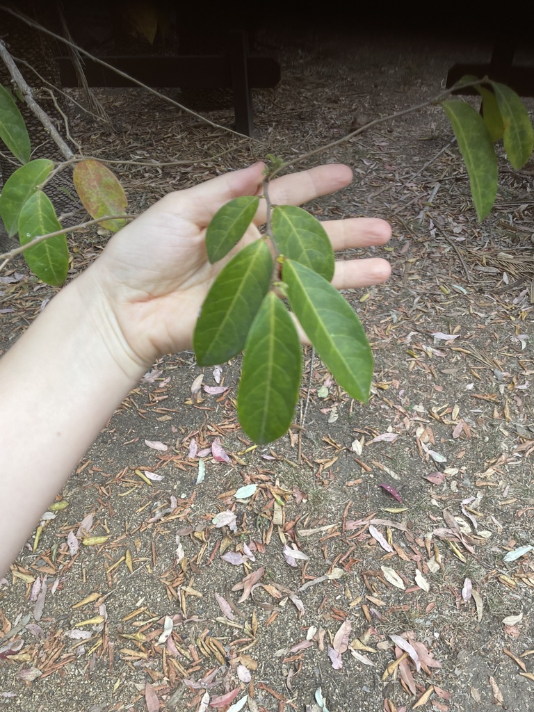 Cheese Tree from Carnarvon National Park, Mount Moffatt, QLD, AU on ...