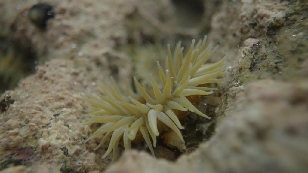 Aggregating Anemone from Ocean Front St, San Diego, CA, US on October 2 ...