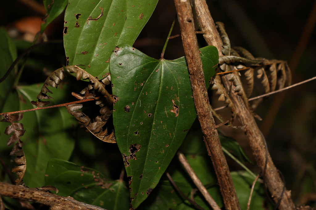 Common Yam Vine from Dundas QLD 4306, Australia on October 6, 2023 at 09:01 PM by Greg Tasney ...